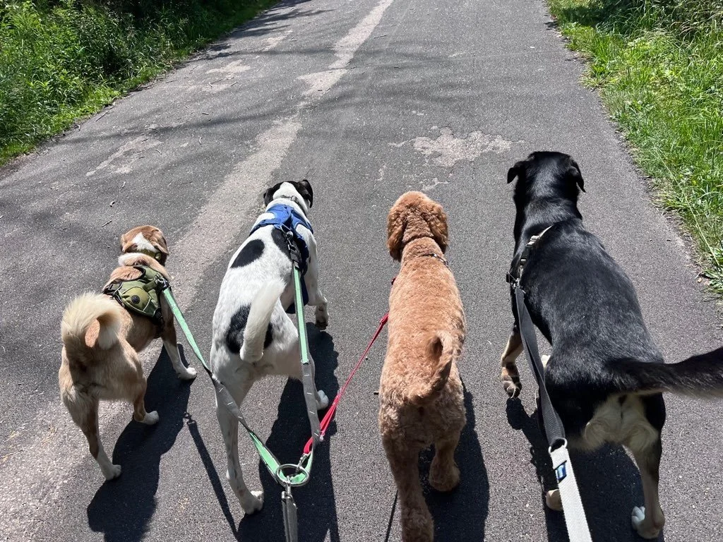 Celebrate National Walk Your Dog Week — Off Leash MKE | Adventure Club ...