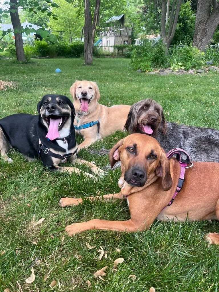 Self-Regulation for Balanced Behavior — Off Leash MKE