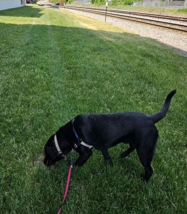How Dogs Communicate Stress — Off Leash MKE | Adventure Club for Dogs