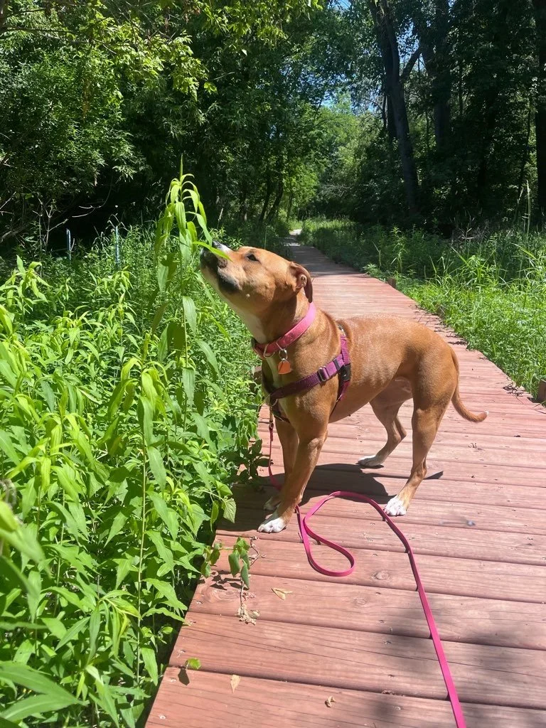 Tailoring Decompression Walks — Off Leash MKE