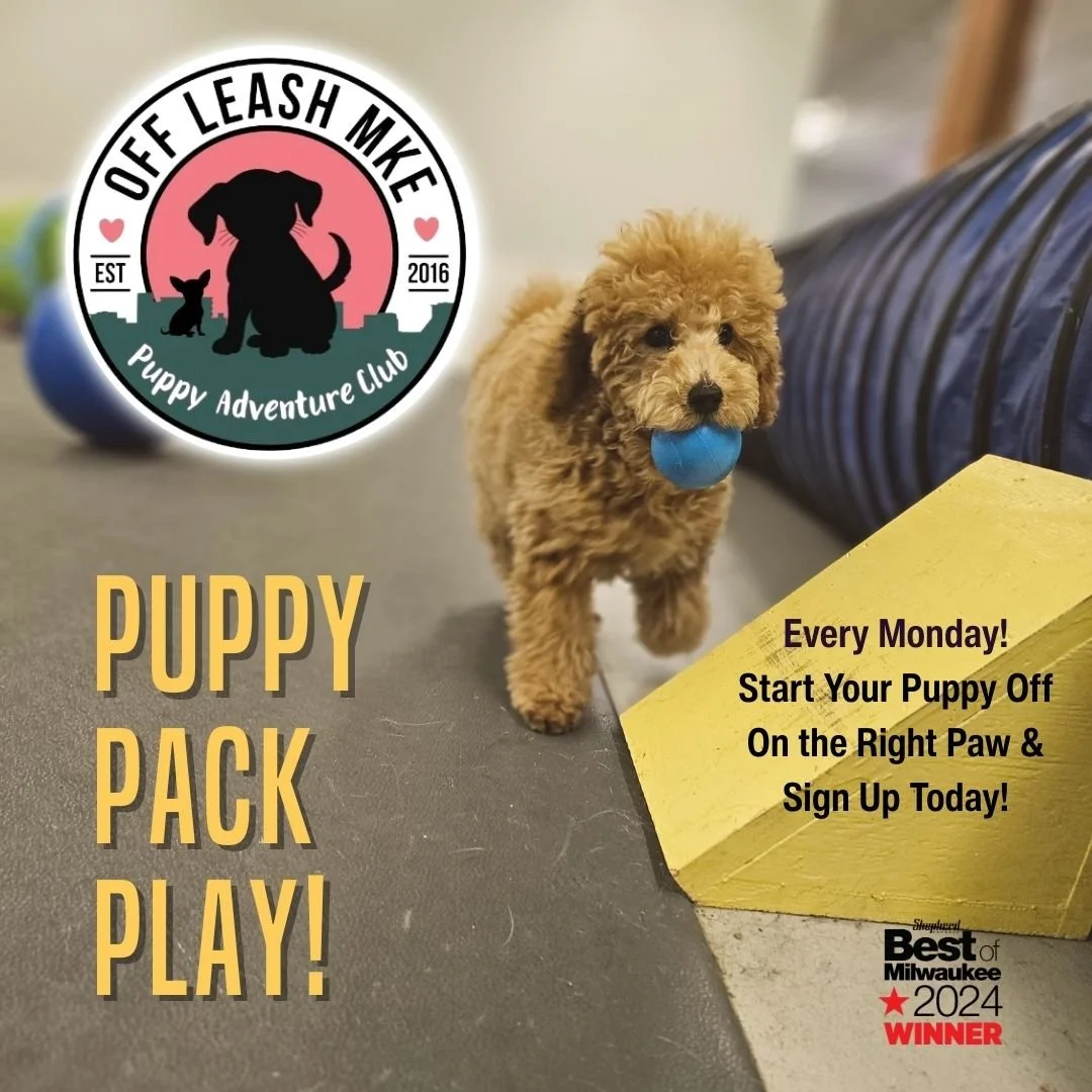 Puppy Adventure Club in Milwaukee | Socialization, Play & Development ...