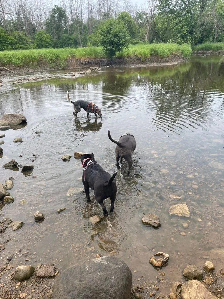 Sniffari Adventure at Granville Dog Park — Off Leash MKE | Adventure ...