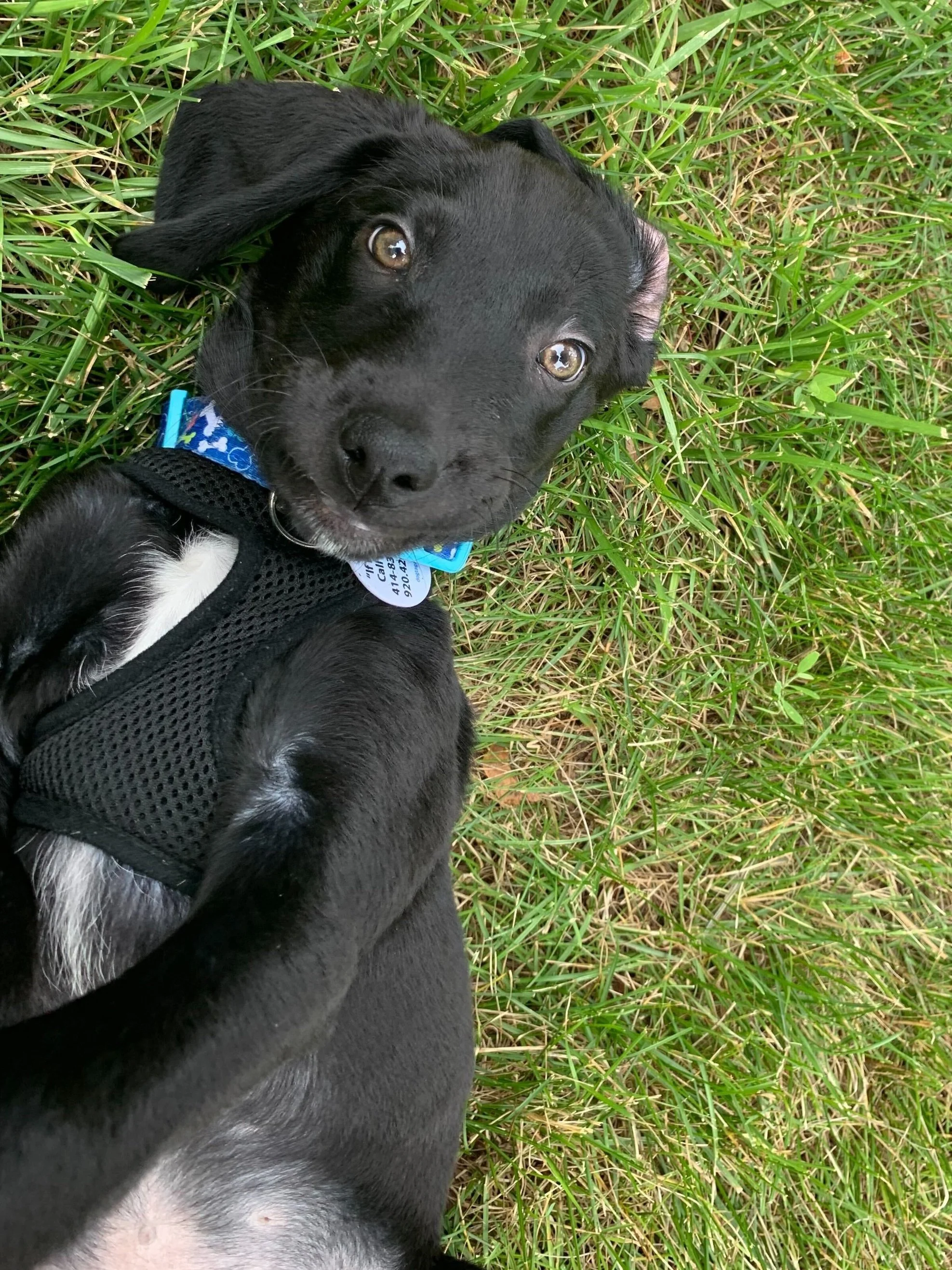 Tails of the Team: Meet Atlas — Off Leash MKE | Adventure Club for Dogs