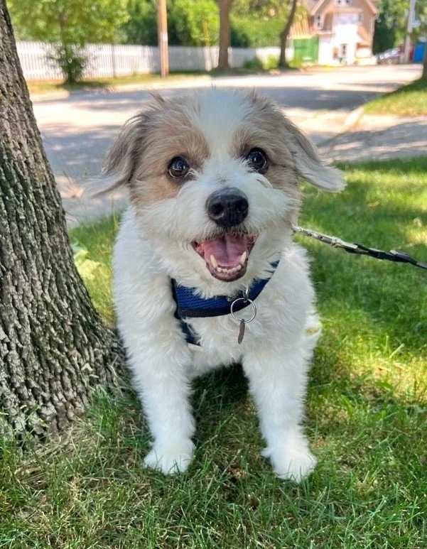 Deference Protocol Basics in Dog Training — Off Leash MKE