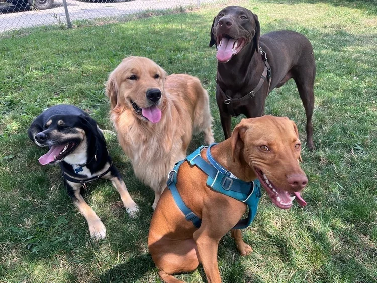 10 Tips for Successful Dog Meetings — Off Leash MKE | Adventure Club ...