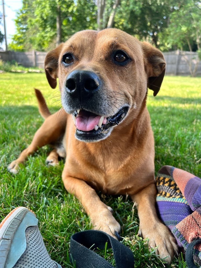 The Premack Principle — Off Leash MKE