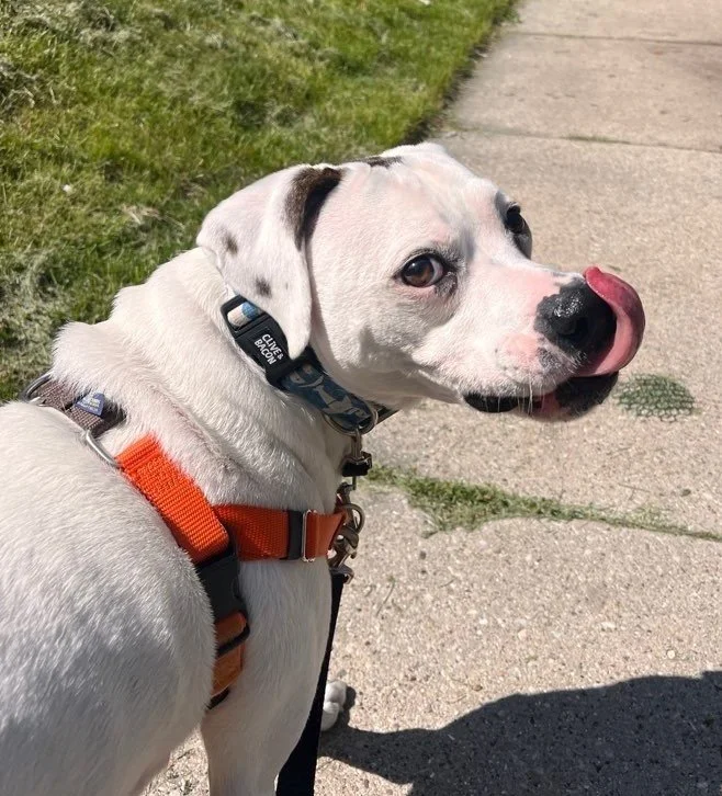 How Dogs Communicate Stress — Off Leash MKE | Adventure Club for Dogs