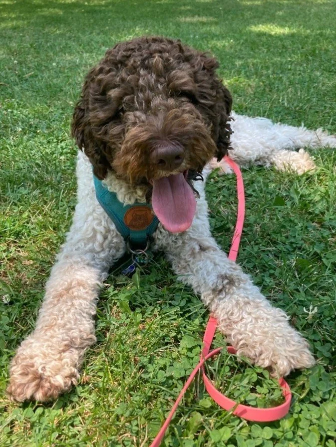 The Premack Principle — Off Leash Milwaukee