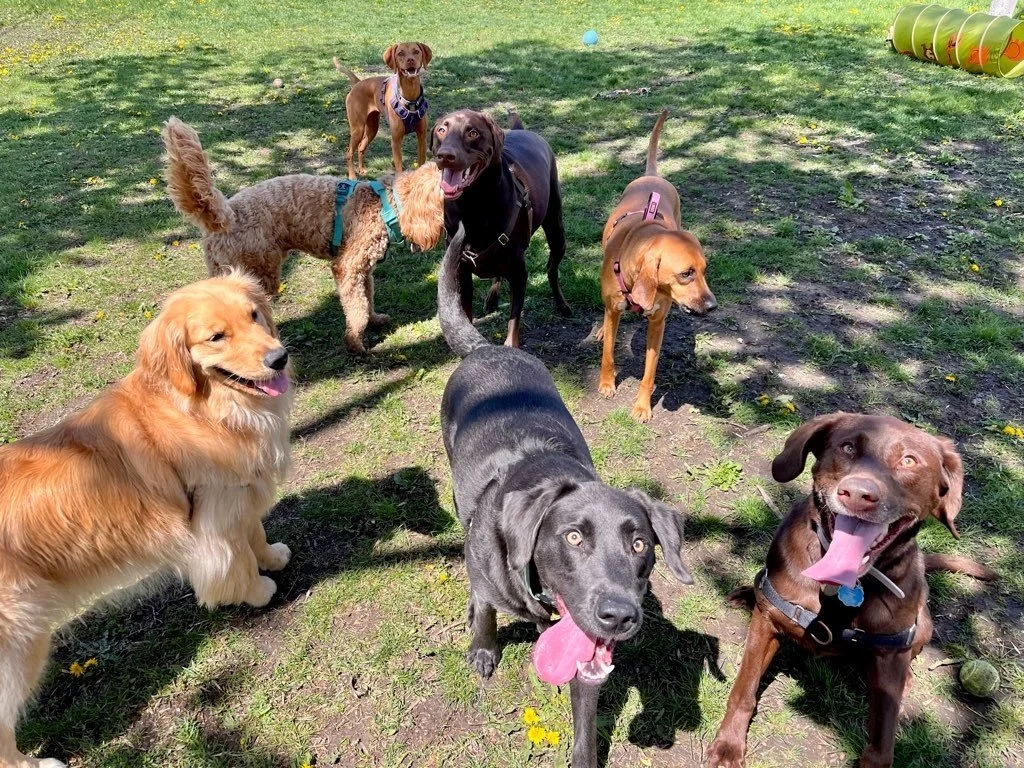 10 Tips for Successful Dog Meetings — Off Leash MKE | Adventure Club ...