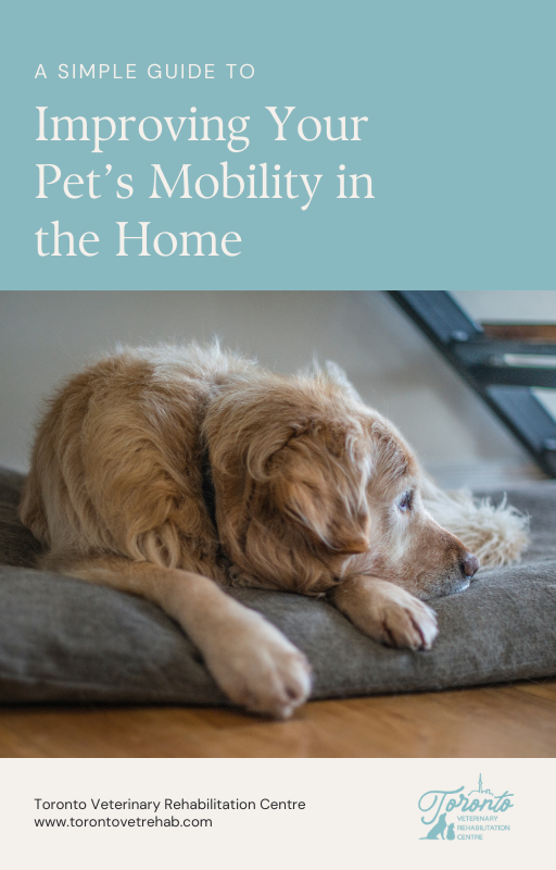 Improving Your Pet's Mobility in the Home — Toronto Veterinary ...
