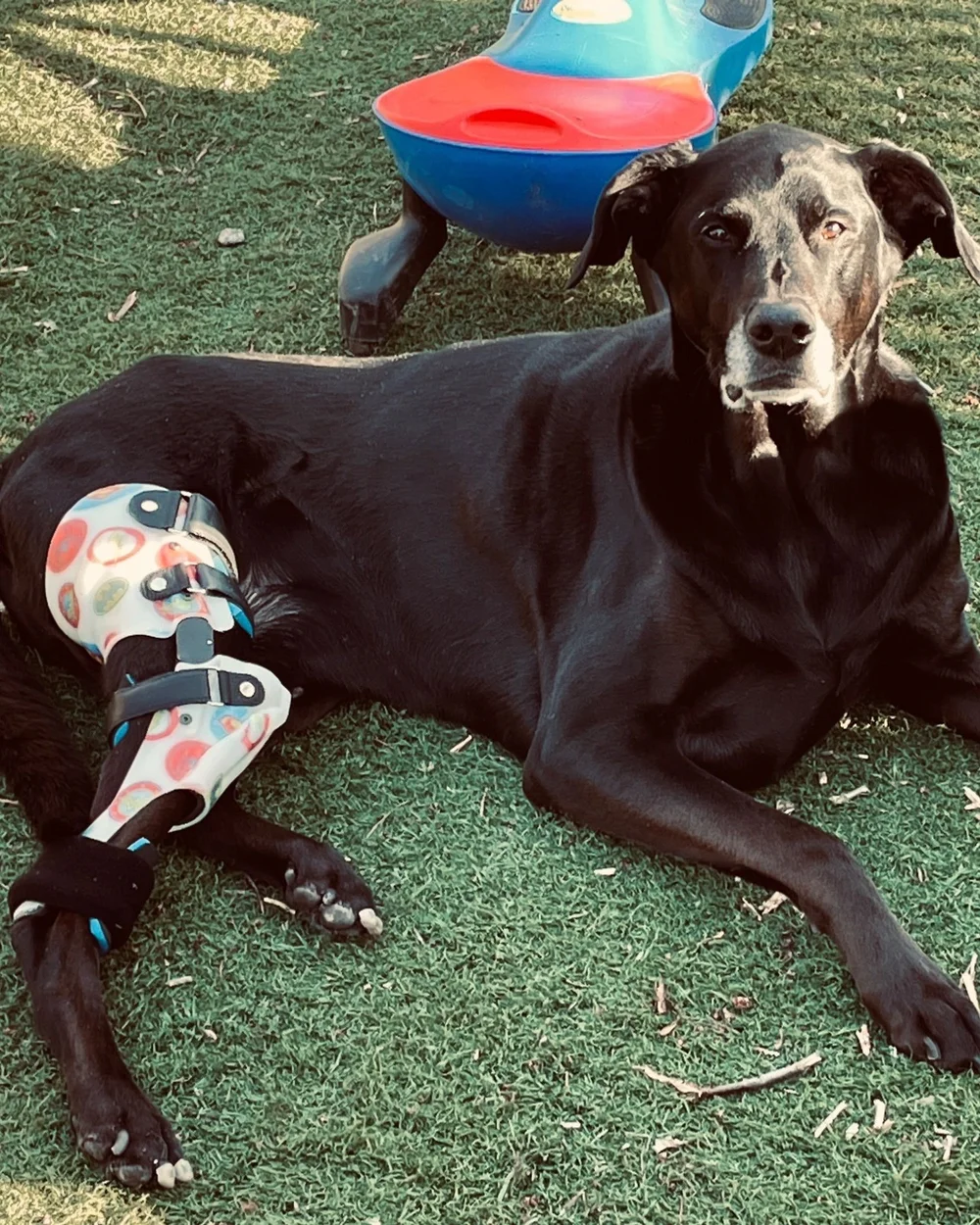 Common Injuries in Active Dogs and How to Avoid Them — Toronto ...
