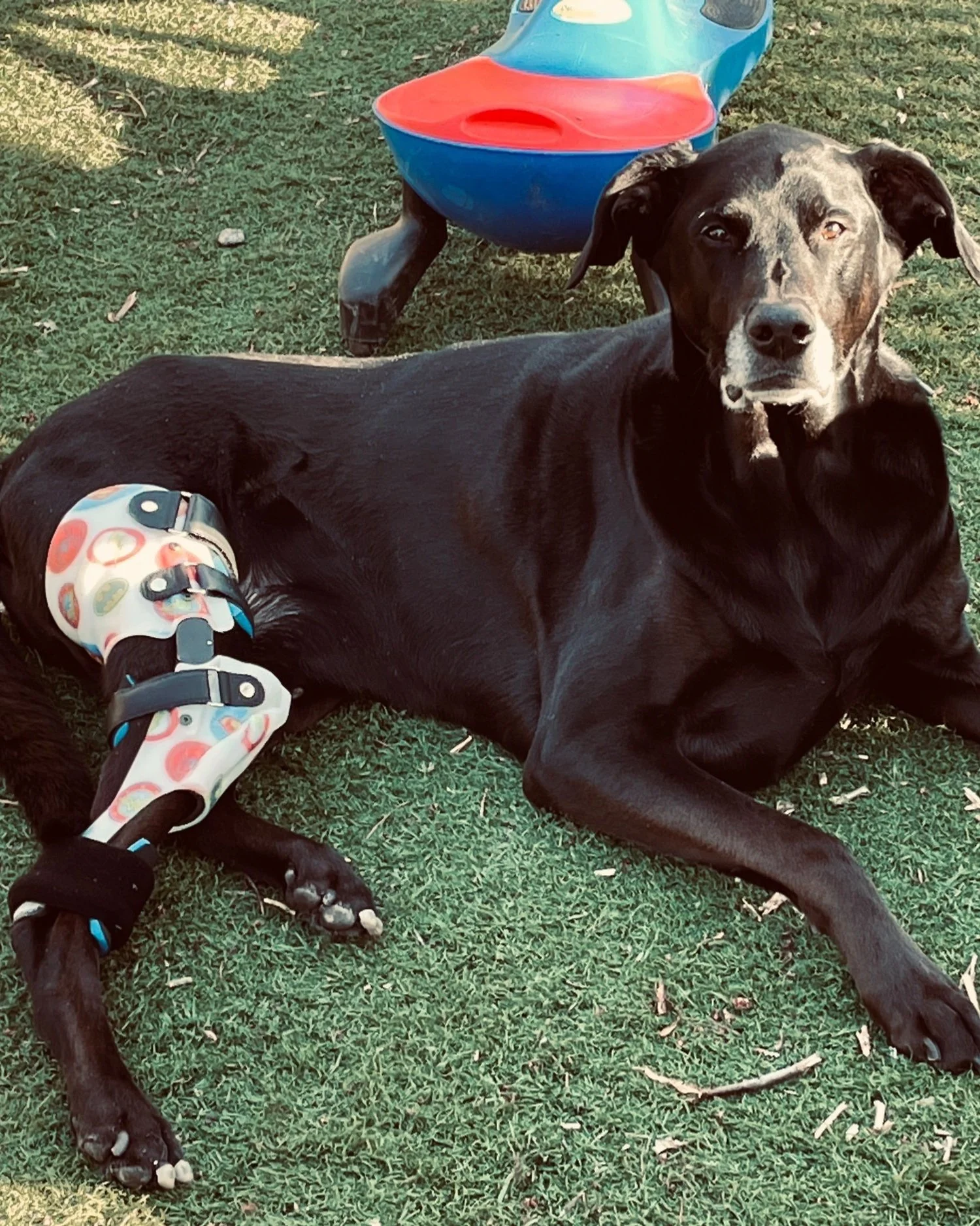 Common Injuries in Active Dogs and How to Avoid Them — Toronto ...