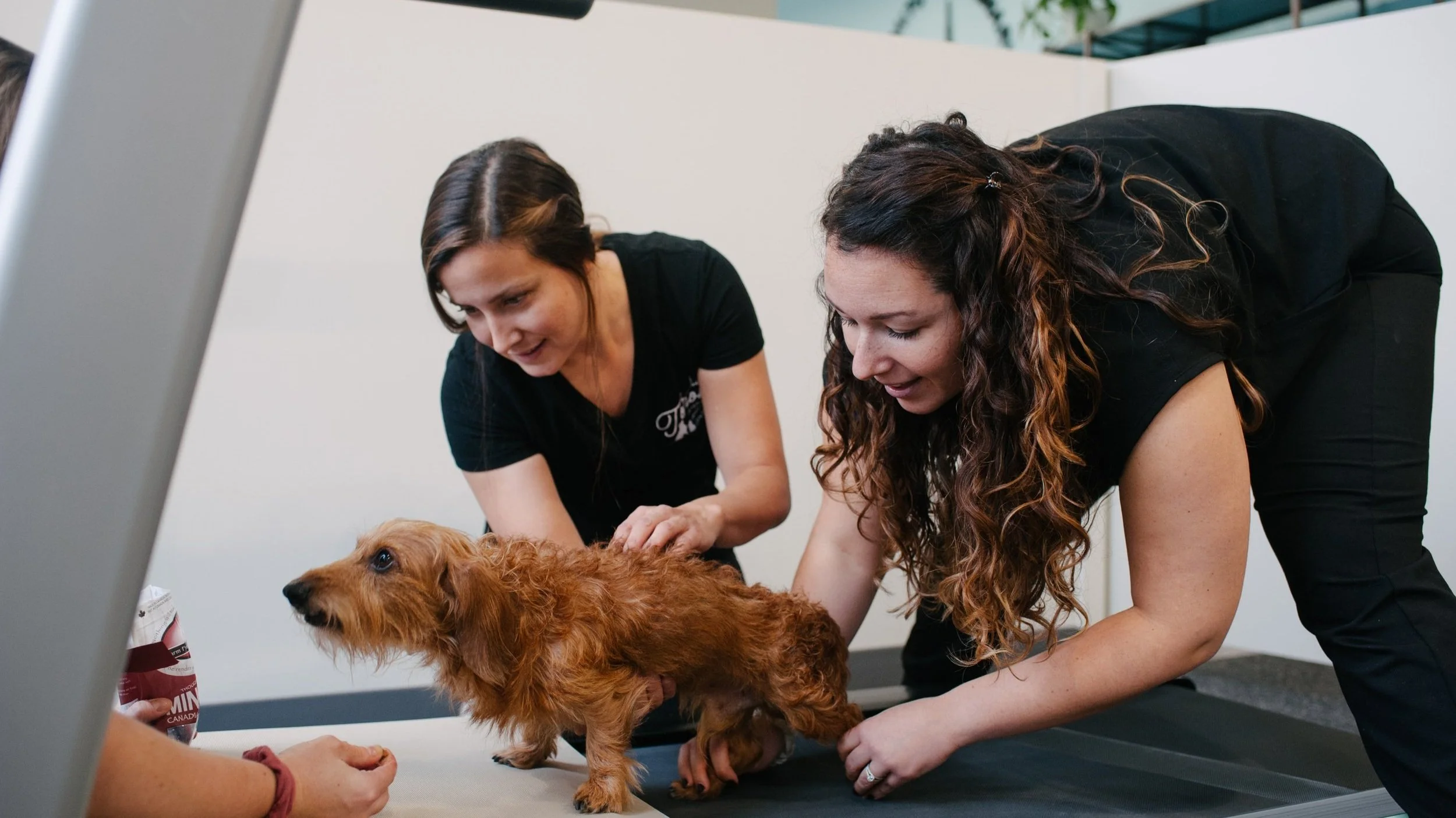 Toronto Veterinary Rehabilitation Centre