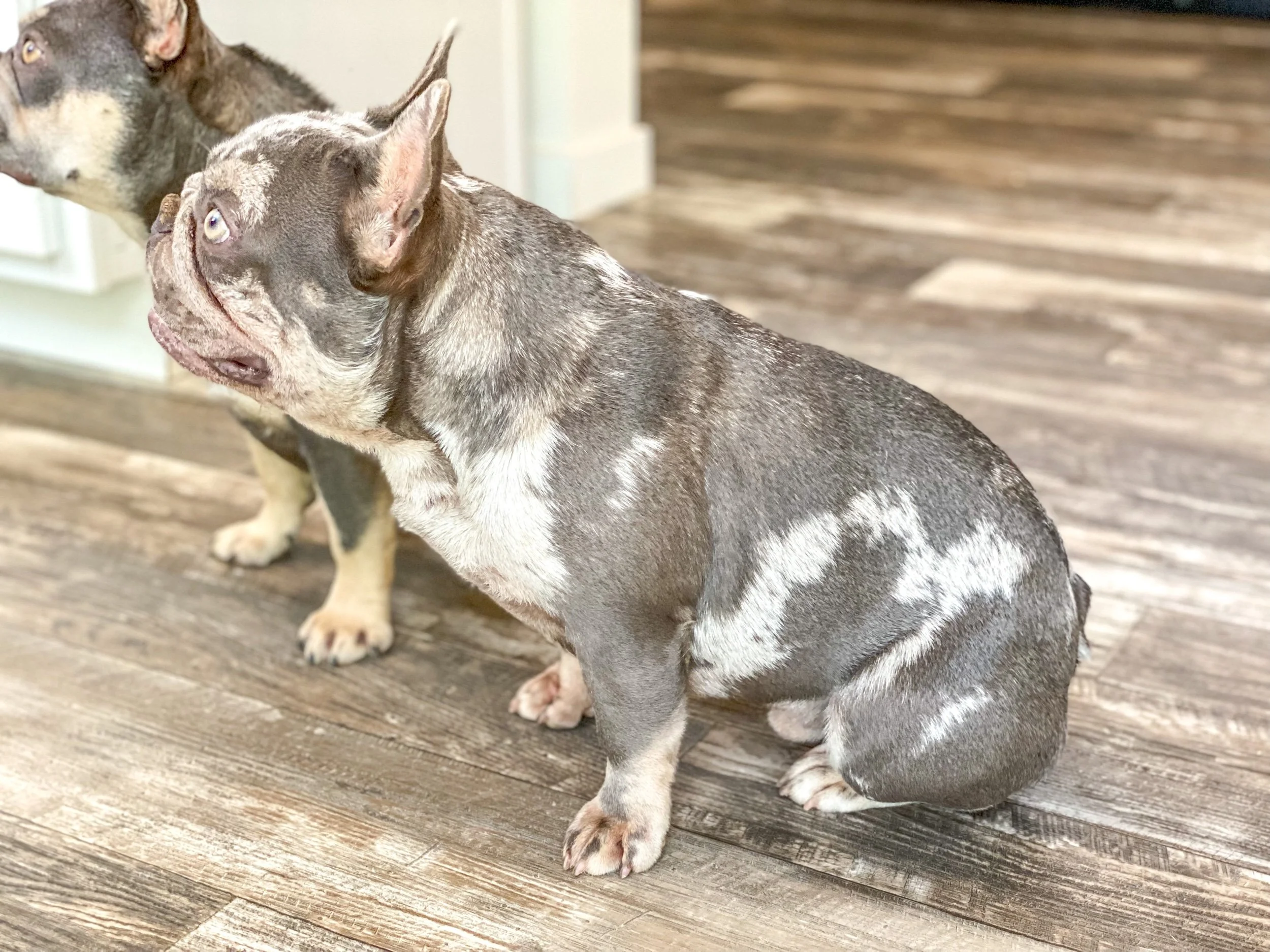 Stud Service — Ivey League Frenchies