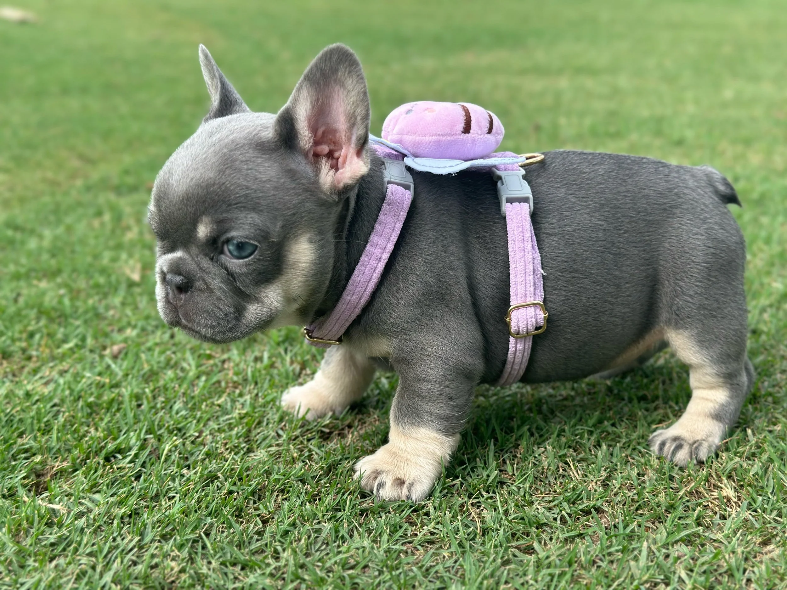 Available Puppies — Ivey League Frenchies
