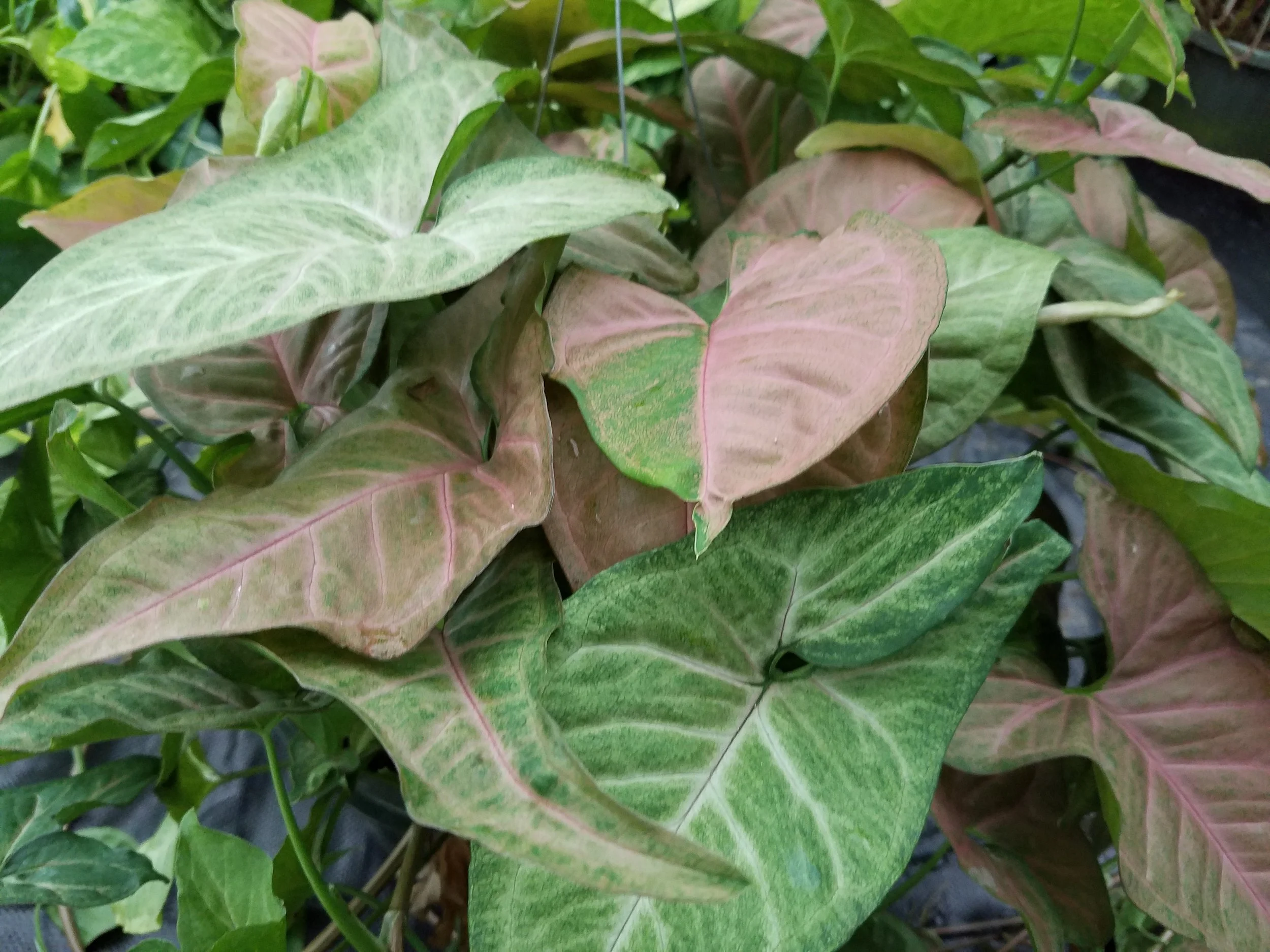 Syngonium podophyllum Goosefoot Nephthytis — My Gardening House