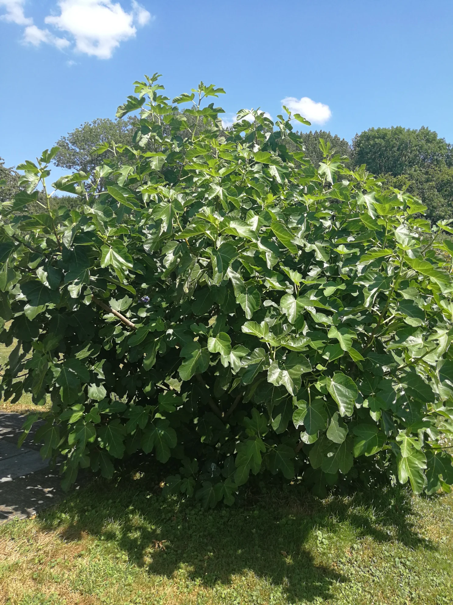 Plant a tree — Forest Farm