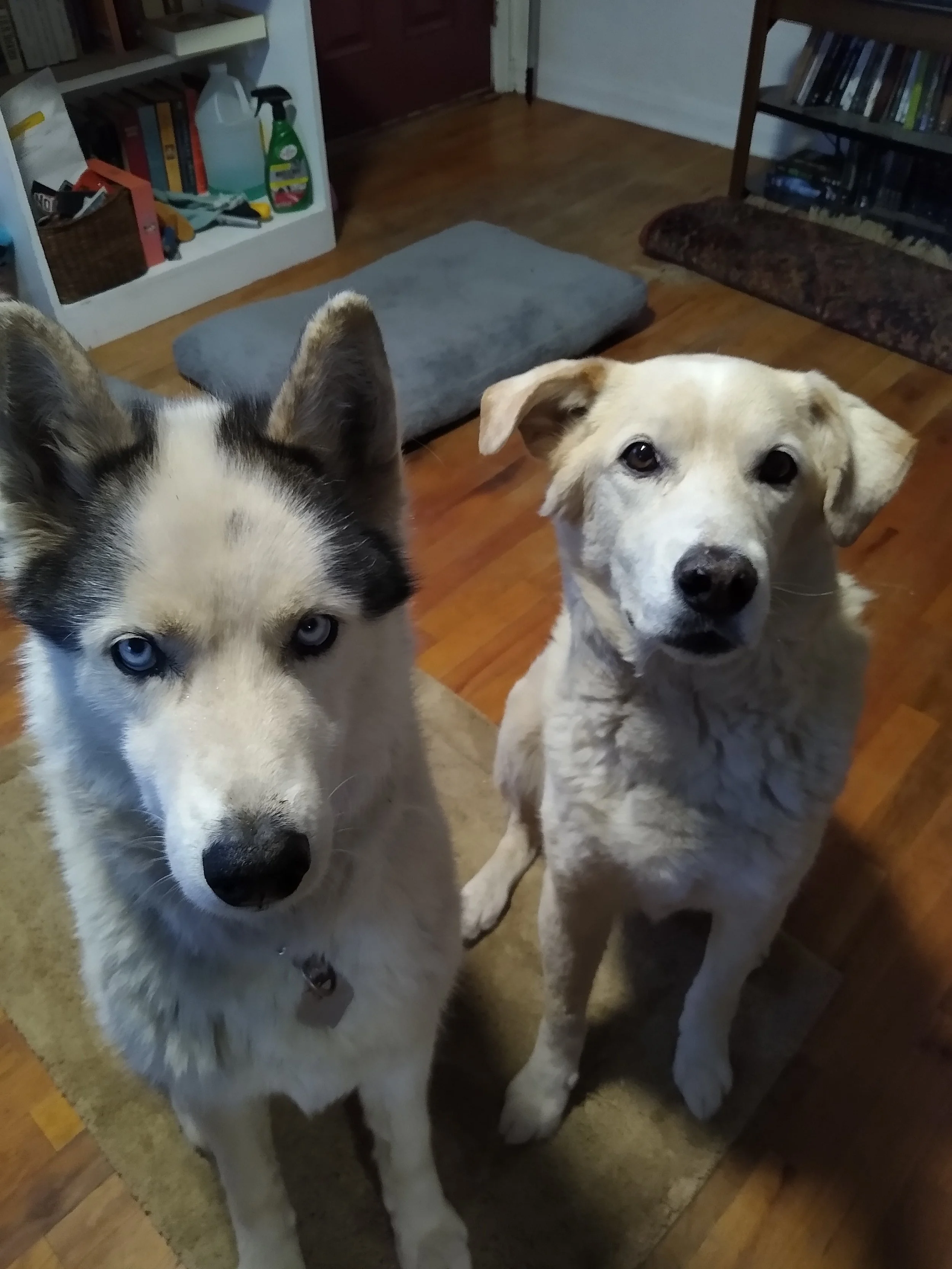 Adopt a Dog — One Dog at a Time Colorado