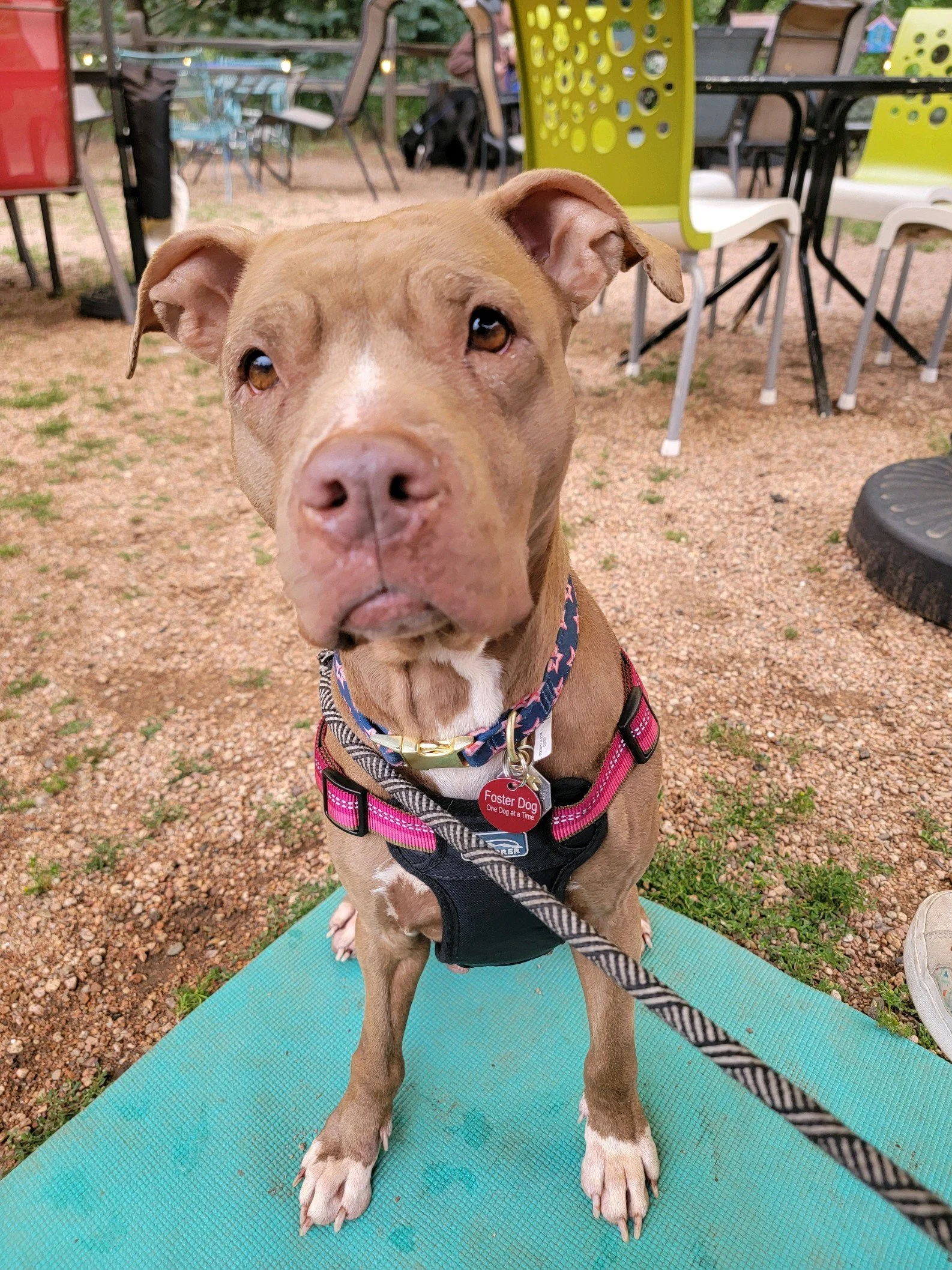 Adopt a Dog — One Dog at a Time Colorado