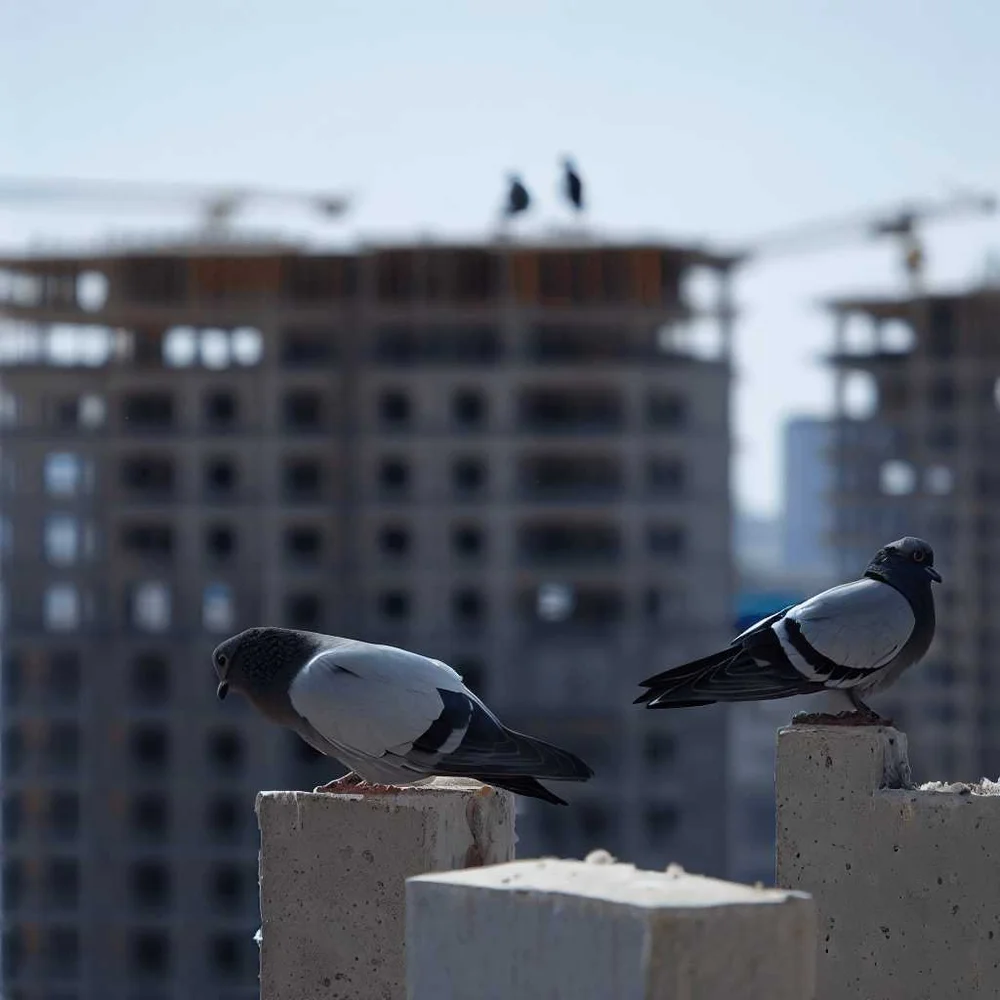 Construction Bird Control: Proven Methods | OvoControl