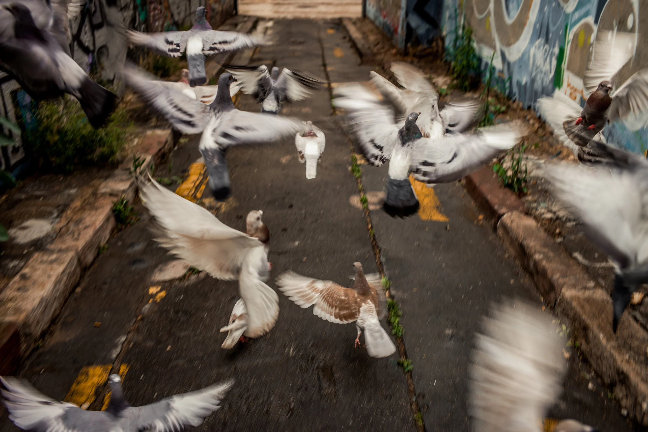 Pigeons Facts And Figures OvoControl Pigeons Facts And Figures OvoControl