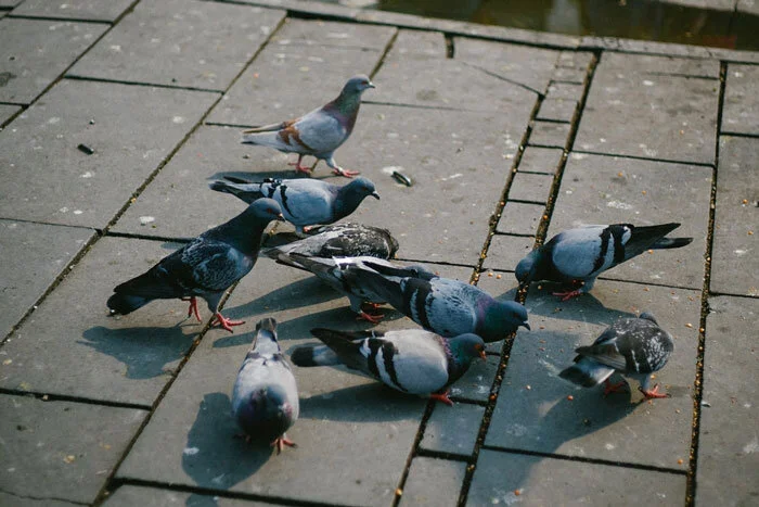 Case Studies of Pigeon Birth Control | OvoControl®