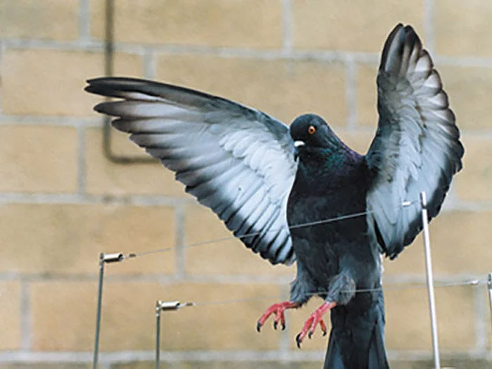 How to get rid of pigeons - Spikes, Wires, Nets