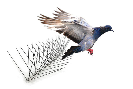 How to get rid of pigeons - pigeon repellent