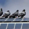 Solar Panel Bird Control: Helpful Tips and Methods