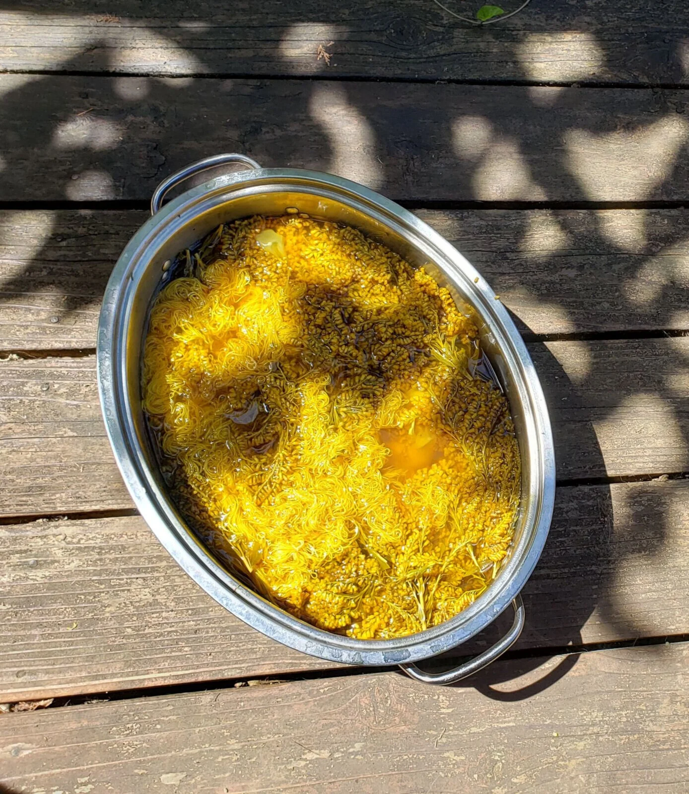 Making Dye From Goldenrod Flowers — Cedar Dell Designs