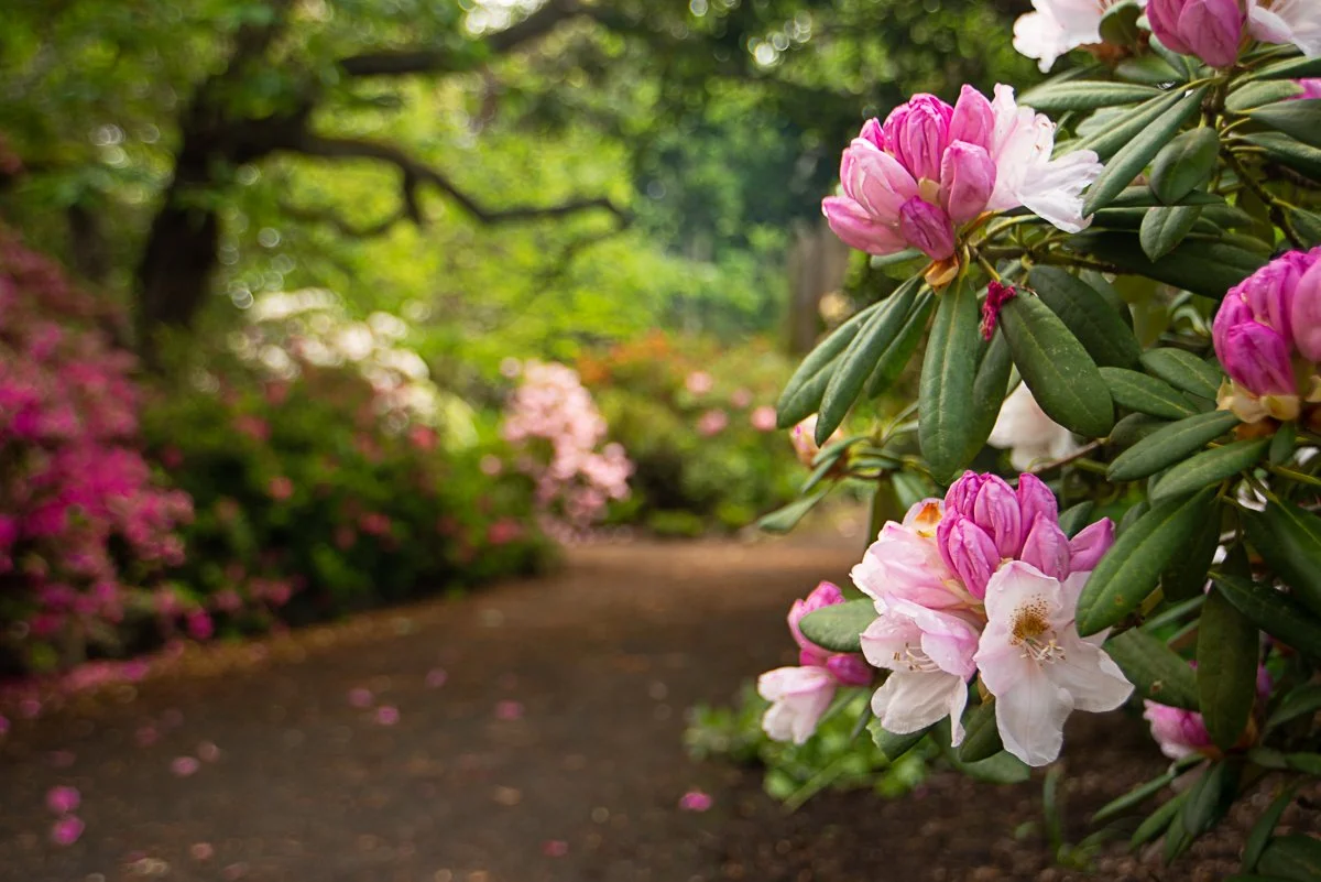 Crystal Springs Rhododendron Garden