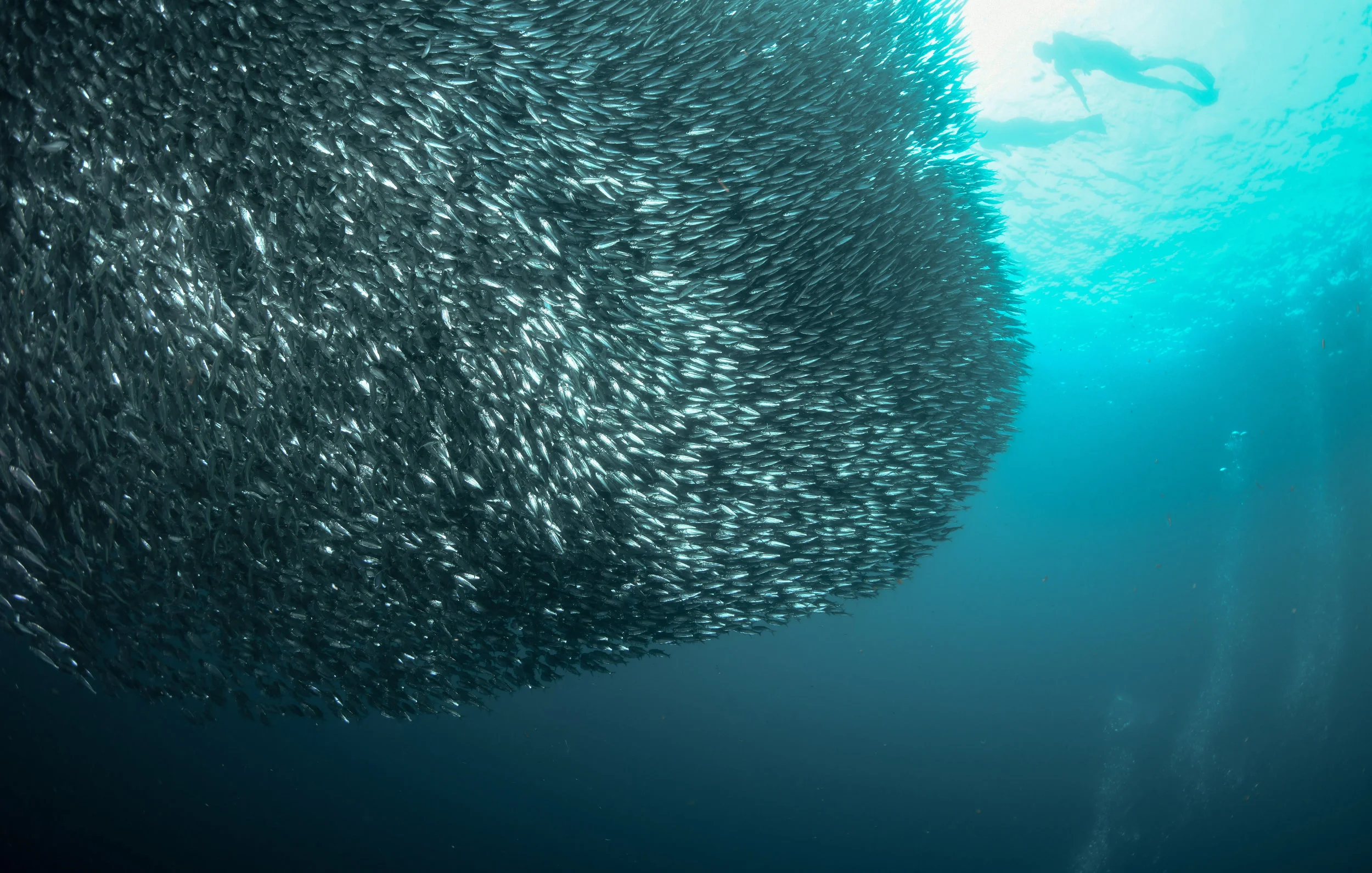 Sardine In Ocean