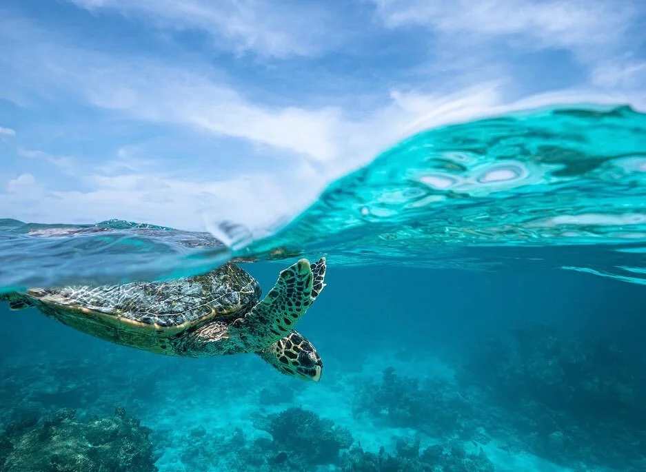 Seas4Life Safaris - Experience the wonders of our blue planet