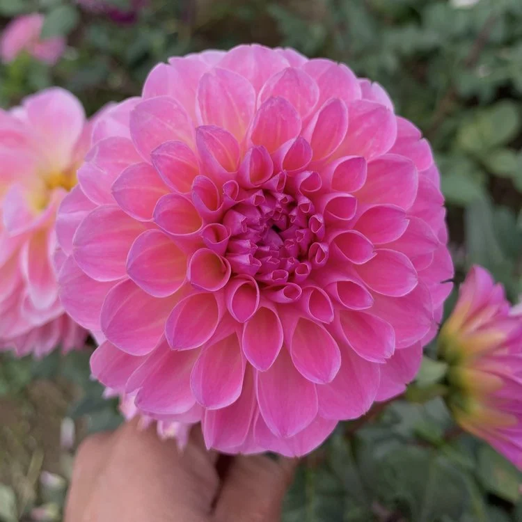 Dahlia Shop 2025 — Veggies to Table