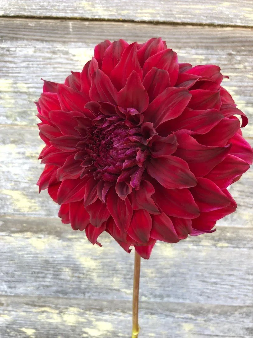 Dahlia Shop 2025 — Veggies to Table