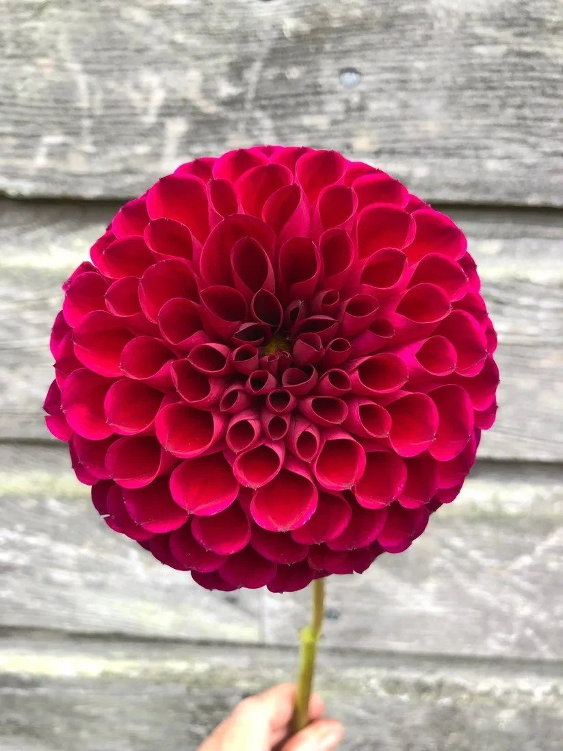 Jessie G — Veggies to Table