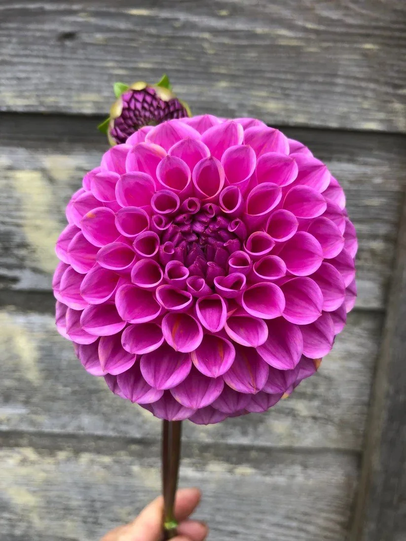 Dahlia Shop 2025 — Veggies to Table