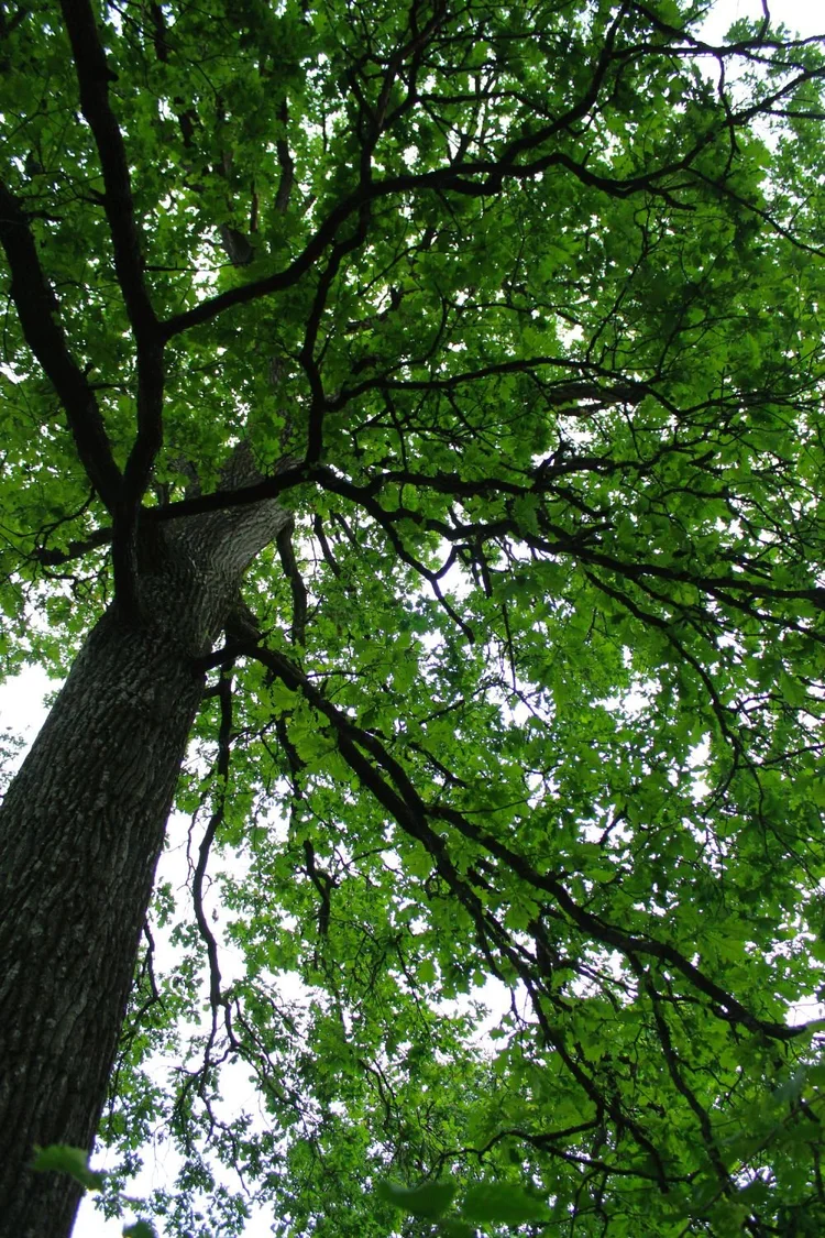 Life cycle of a tree - 9Trees CIC