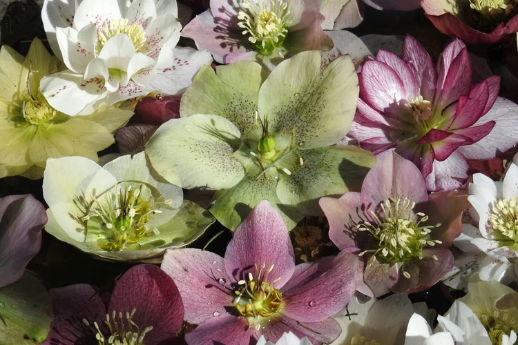 Blog — A Petal to Peddle | New Jersey Wedding Florist