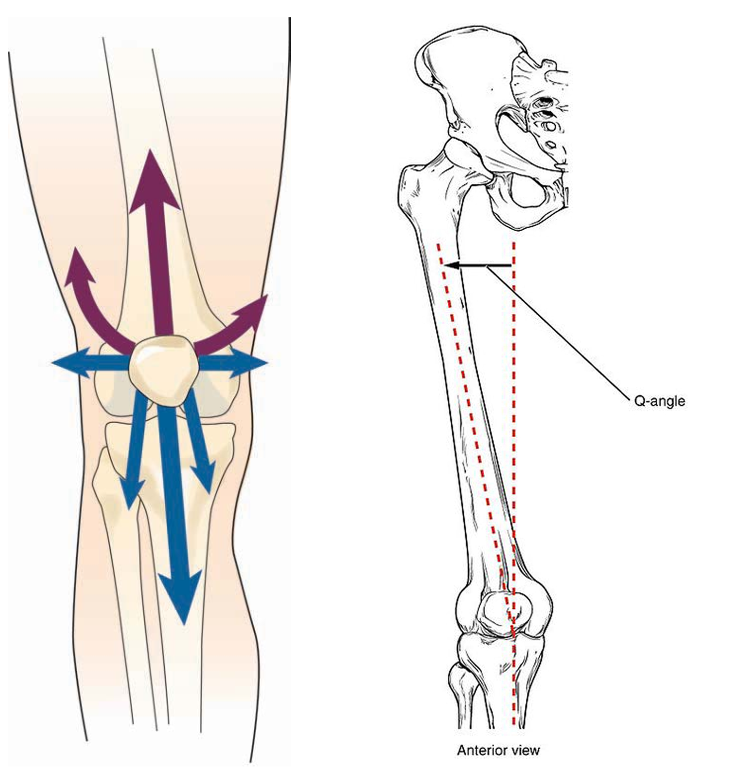 Common Knee Injuries and Associated Movement Deficiencies — Conscious ...