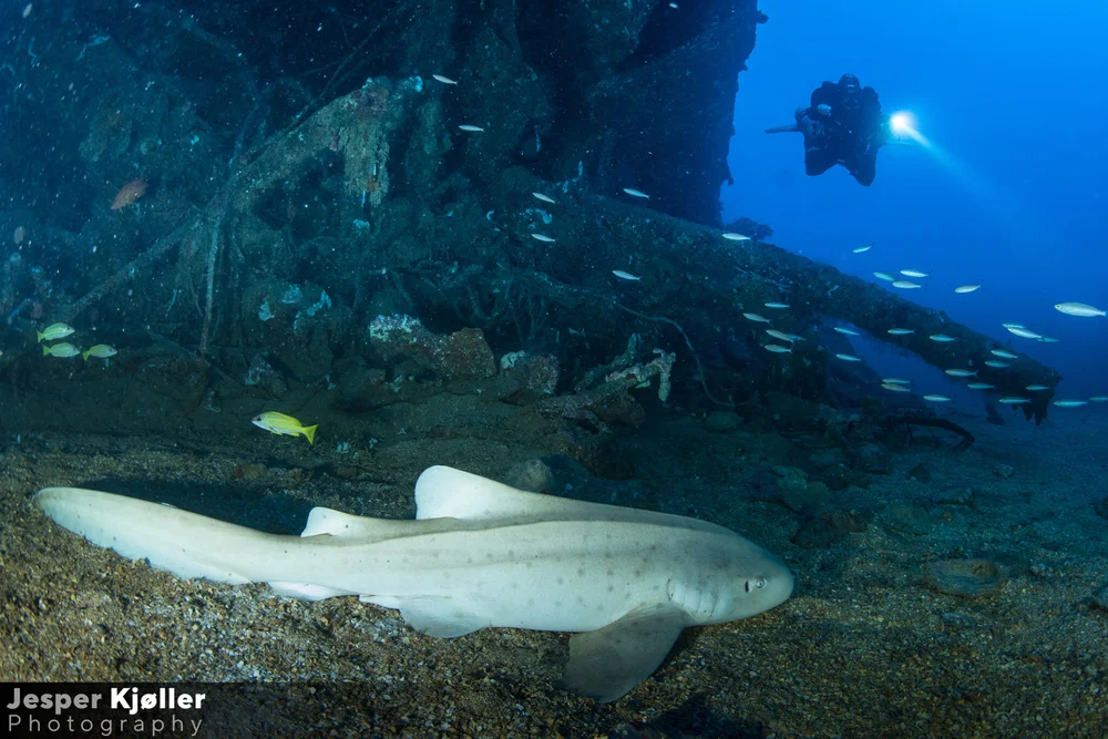 Coral And Marine Life In Truk Lagoon? — The Dirty Dozen Expeditions