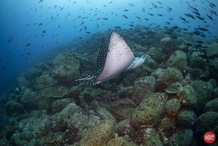 Galapagos OC/CCR Availability 2026/2027 Update 🦈 — The Dirty Dozen ...