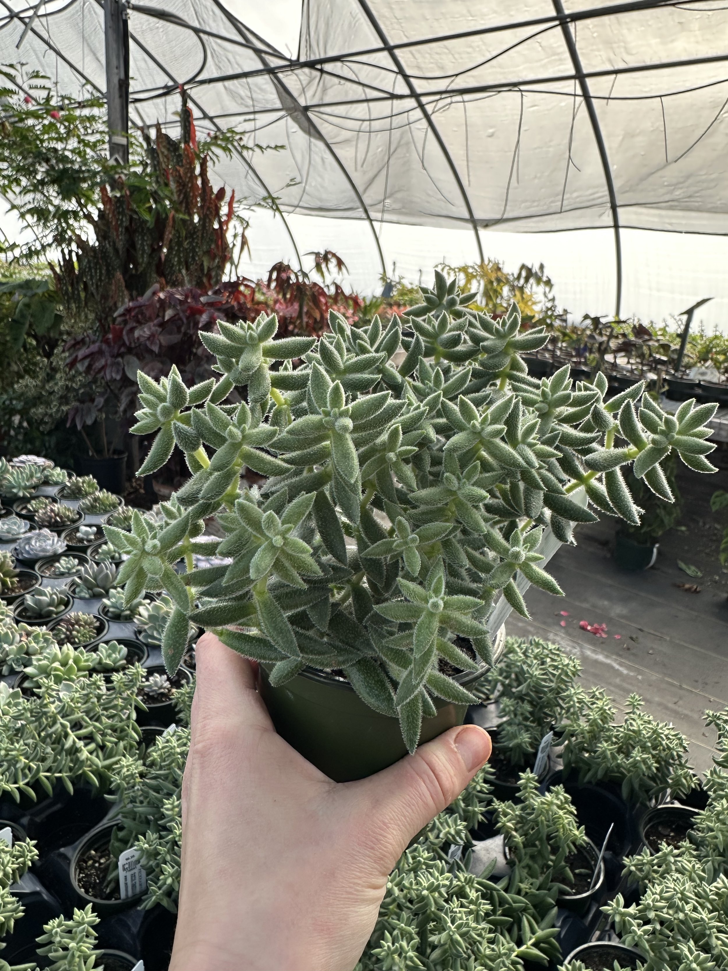Houseplant of the Month — Peckham's Greenhouse