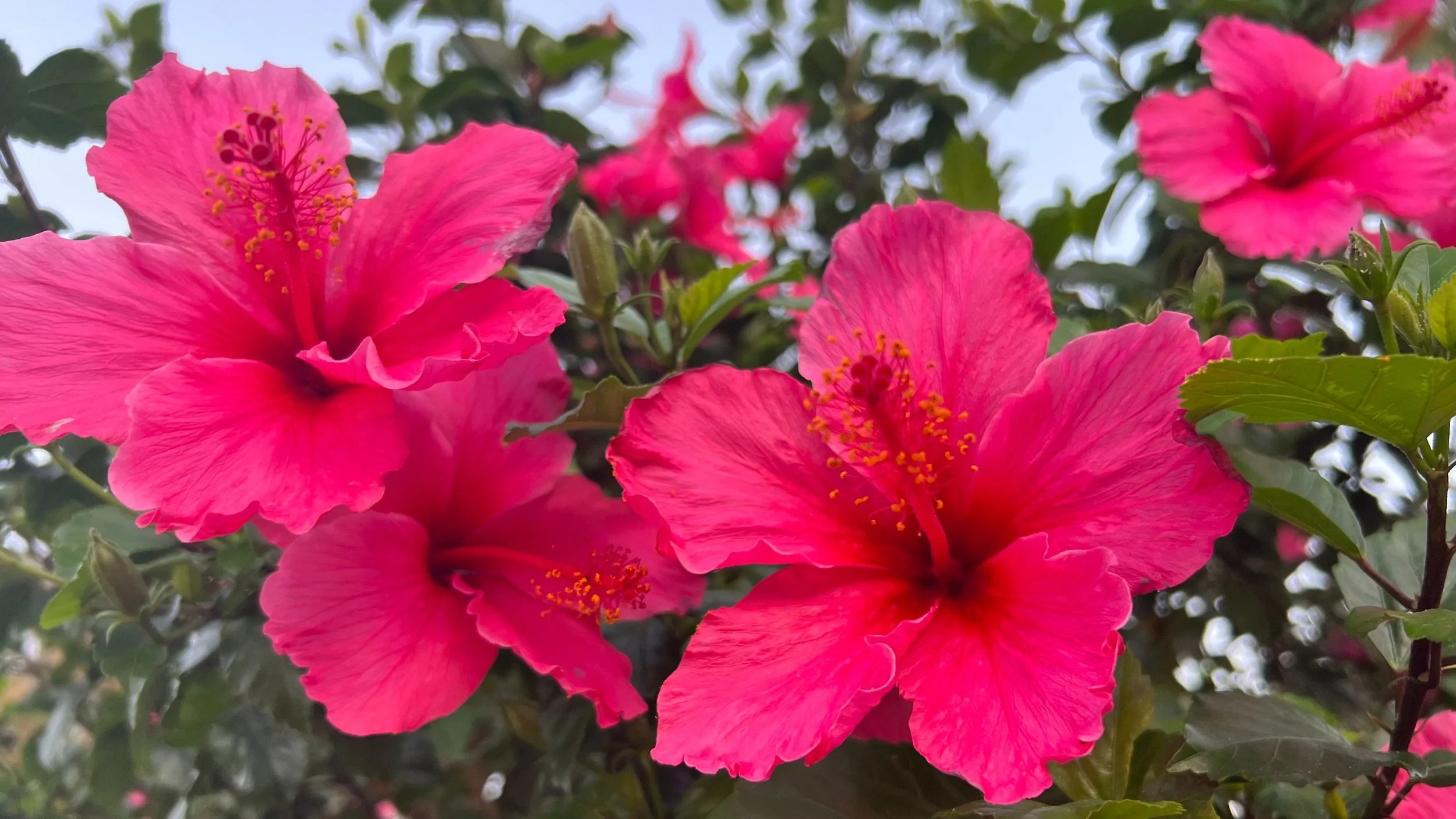 The Willows Community