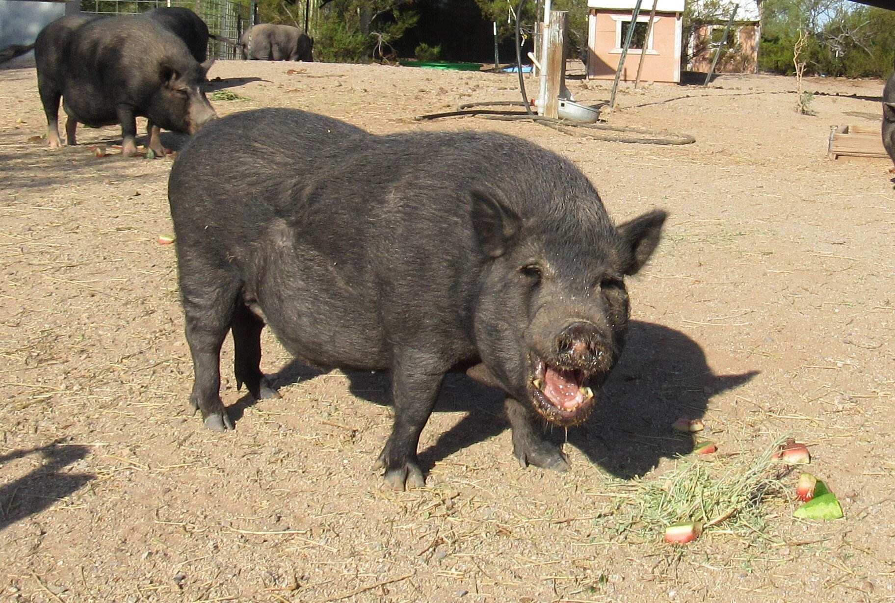 Photos of our pigs — Ironwood Pig Sanctuary