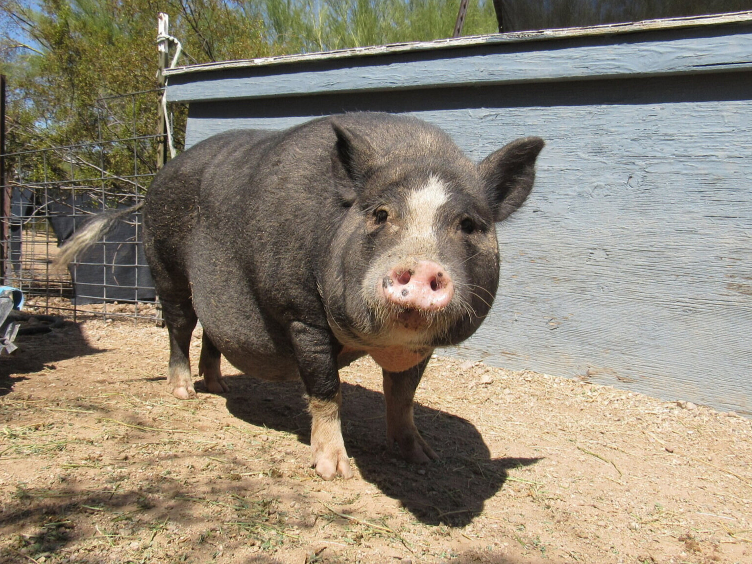 Photos of our pigs — Ironwood Pig Sanctuary