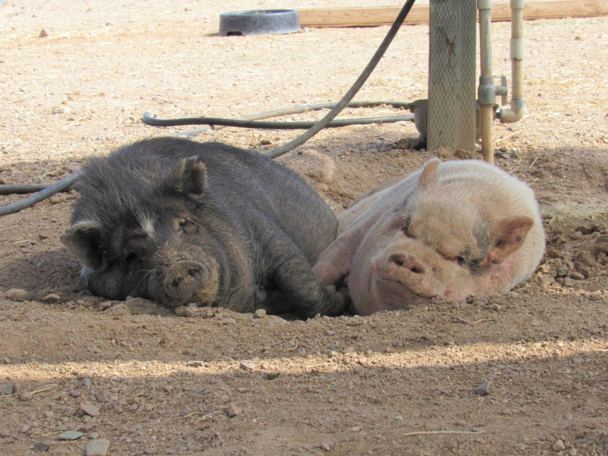 Donate to our pigs — Ironwood Pig Sanctuary