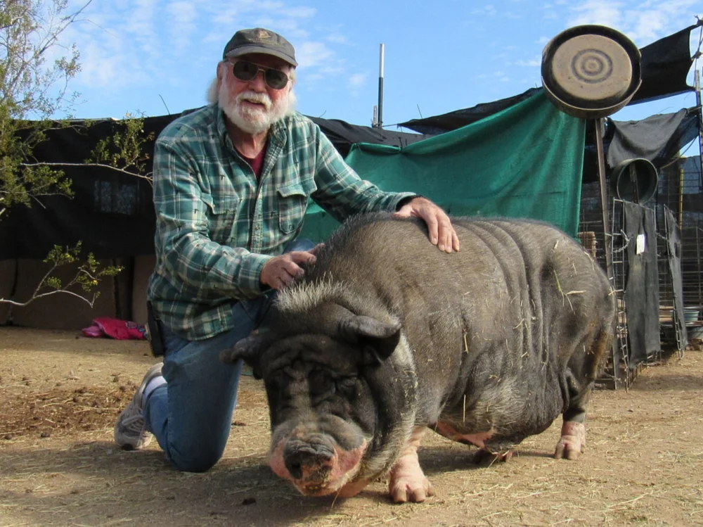 About our sanctuary — Ironwood Pig Sanctuary
