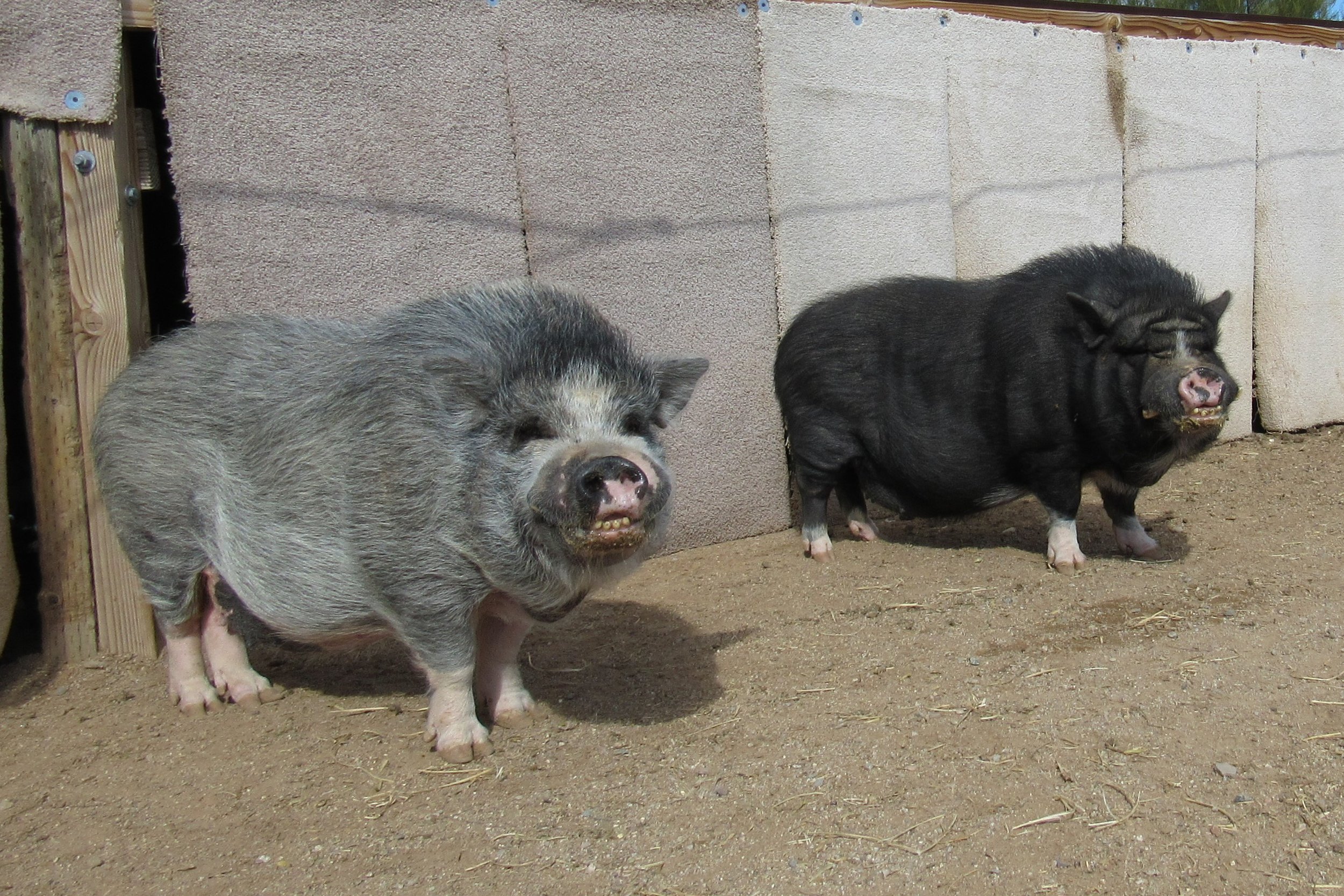 Photos of our pigs — Ironwood Pig Sanctuary