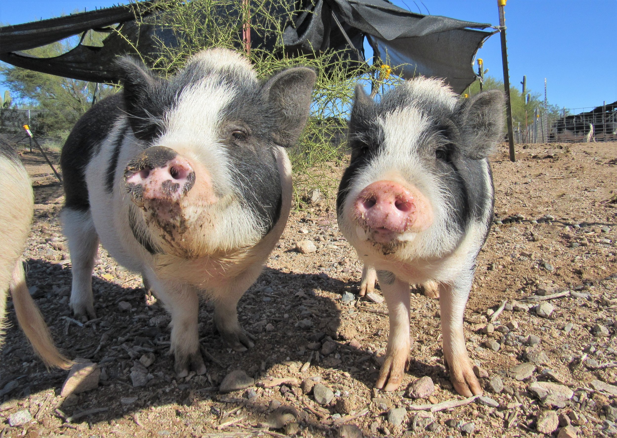 Photos of our pigs — Ironwood Pig Sanctuary